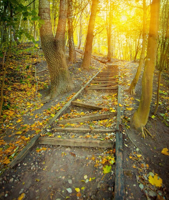 Ladder in park stock image. Image of step, travel, trekking - 28230593