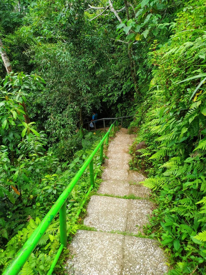 Ladder path in a forest stock photo. Image of tree, path - 221728546