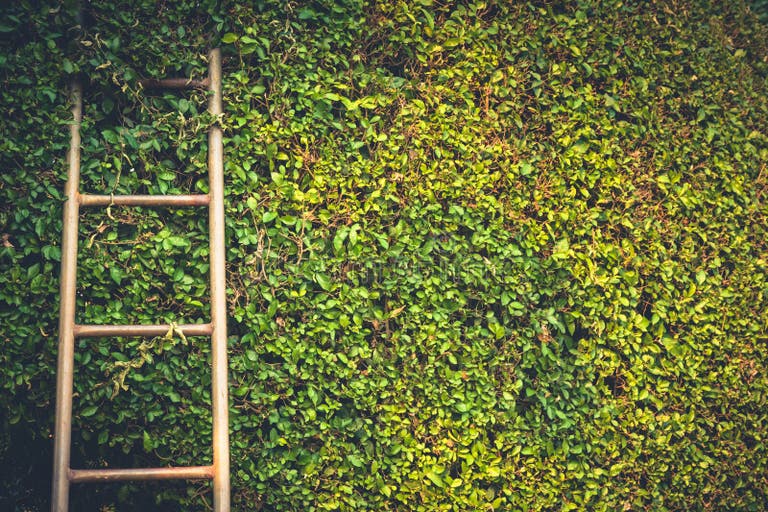 6,197 Ladder Leaf Stock Photos - Free & Royalty-Free Stock Photos from ...