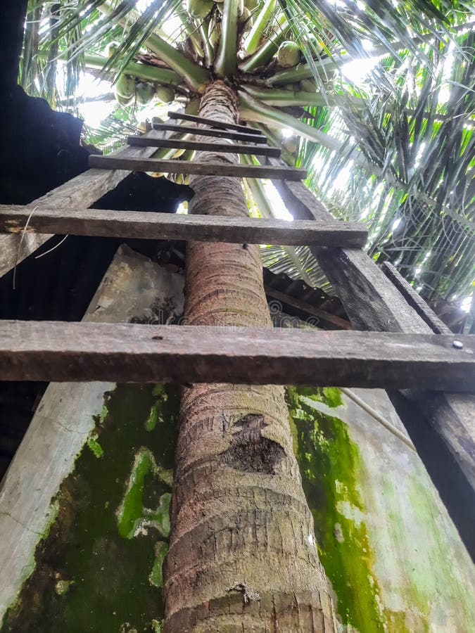 A Ladder Resting on a Coconut Tree Stock Image - Image of abstract ...