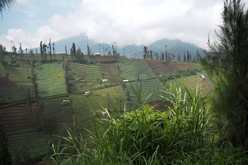 Ladder rice field stock photo. Image of farm, ladder - 77113556