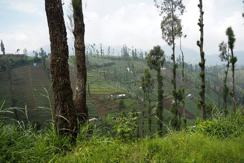 Ladder rice field stock photo. Image of plant, thai, agriculture - 77113680