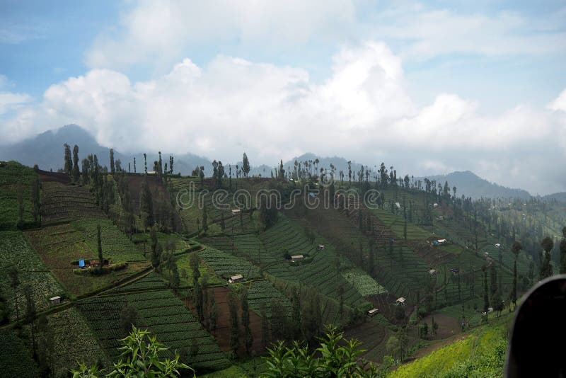 Ladder rice field stock photo. Image of food, terraced - 77113710