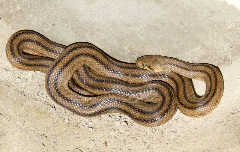 Ladder Snake Stock Images - Download 156 Royalty Free Photos