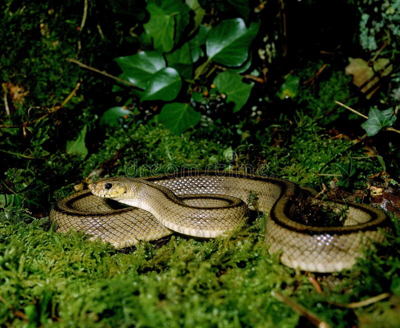 Snakes Ladder Stock Photos - Free & Royalty-Free Stock Photos from ...