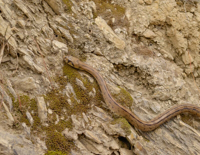 Ladder Snake, Zameinis Scalaris Stock Image - Image of european, head ...