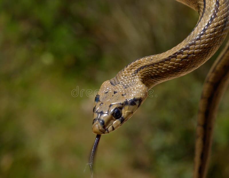 Ladder Snake, Zameinis Scalaris Stock Photo - Image of head, river ...