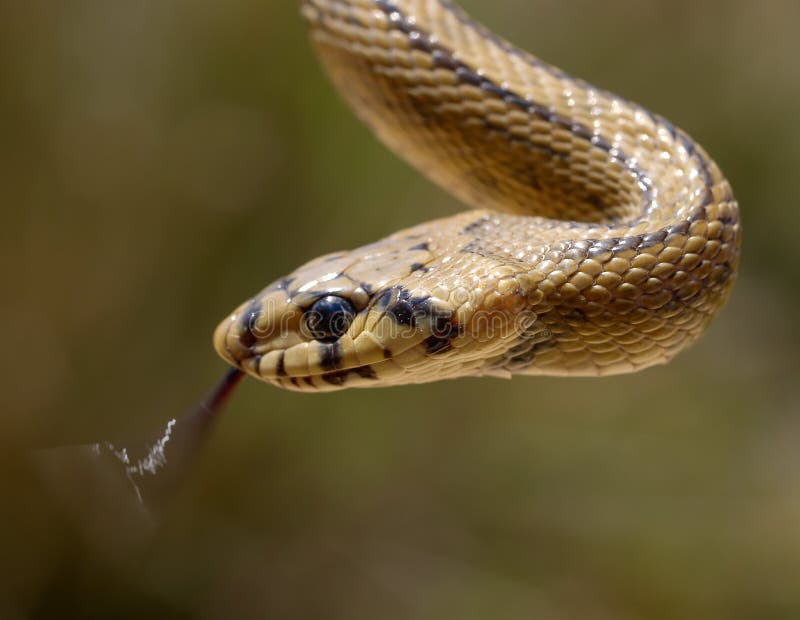 Ladder Snake, Zameinis Scalaris Stock Image - Image of animal, dive ...