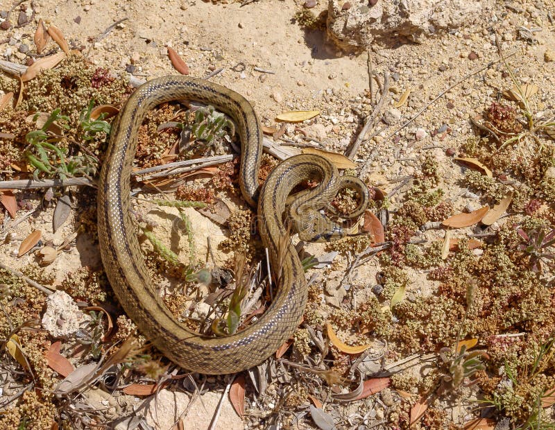 Ladder Snake, Zameinis Scalaris Stock Photo - Image of endangered ...