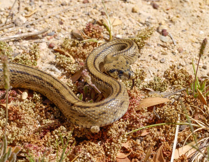 Ladder Snake, Zameinis Scalaris Stock Image - Image of slender, ladder ...