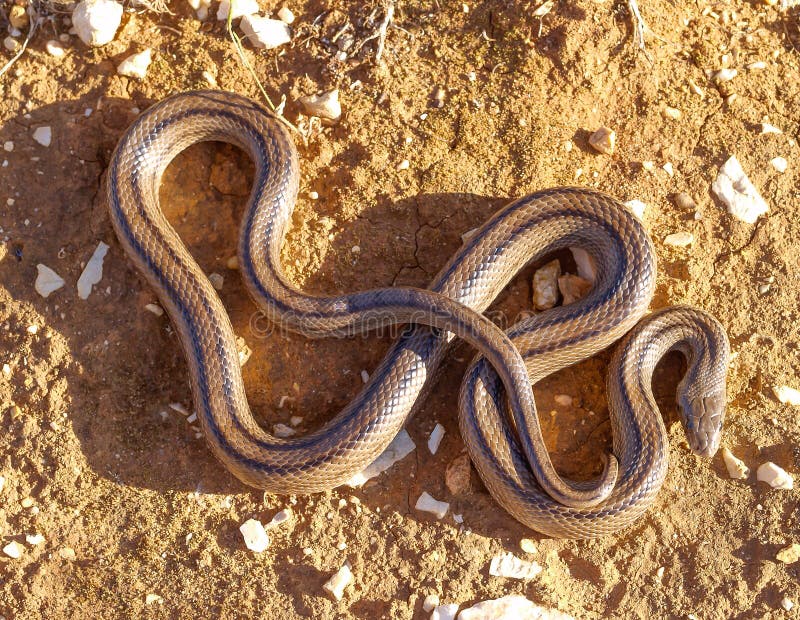 Ladder Snake, Zameinis Scalaris Stock Image - Image of ladder ...