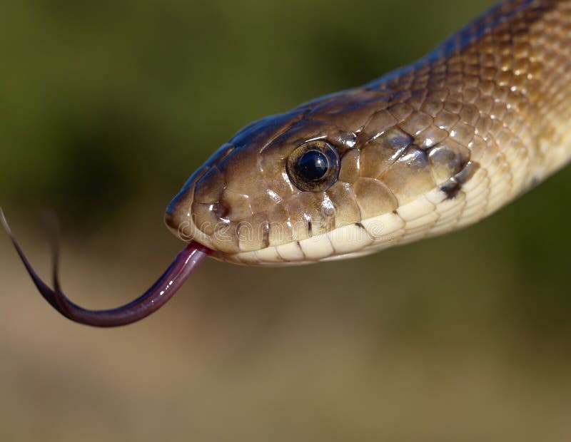 Ladder Snake, Zameinis Scalaris Stock Image - Image of wild, park ...