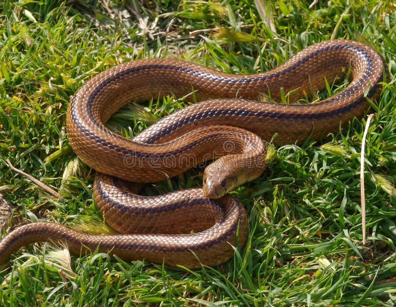 Ladder Snake, Zameinis Scalaris Stock Photo - Image of wild, snake ...