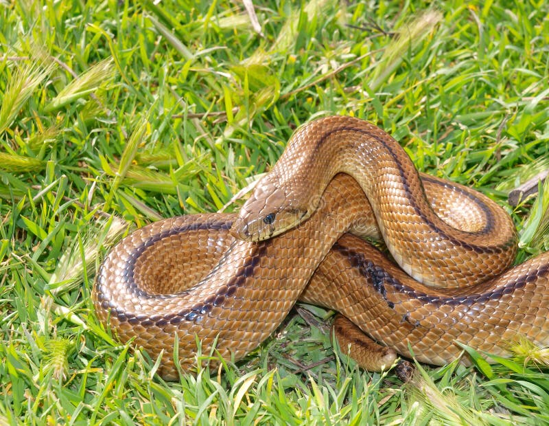 Ladder Snake, Zameinis Scalaris Stock Image - Image of dive, ground ...
