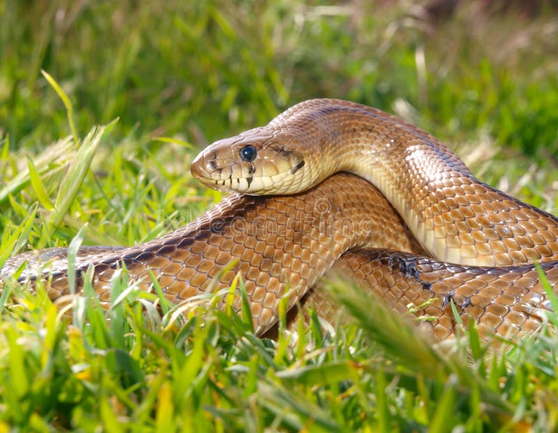 Ladder Snake, Zameinis Scalaris Stock Photo - Image of park, river ...