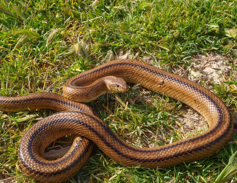 Ladder Snake, Zameinis Scalaris Stock Image - Image of ladder, balkan ...