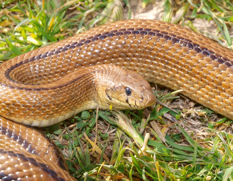 Ladder Snake, Zameinis Scalaris Stock Image - Image of smooth ...