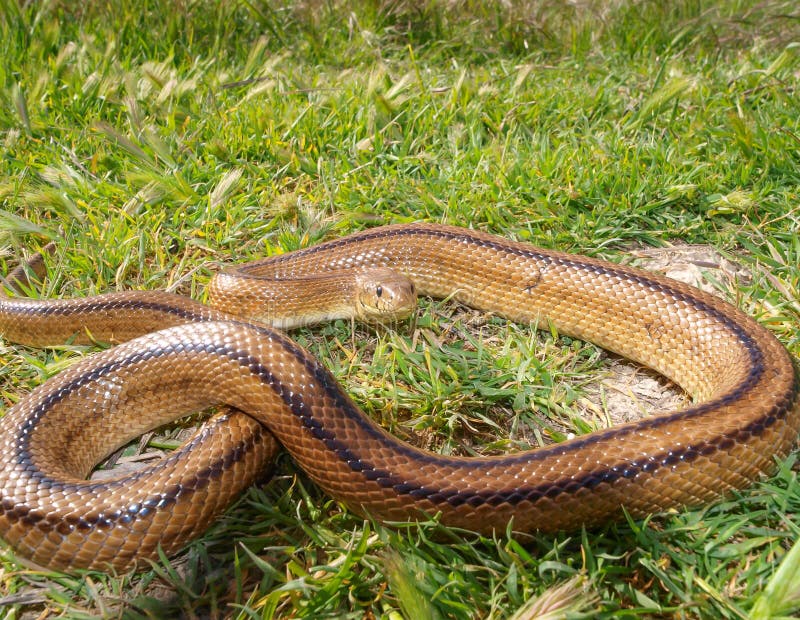 Ladder Snake, Zameinis Scalaris Stock Photo - Image of macro, smooth ...