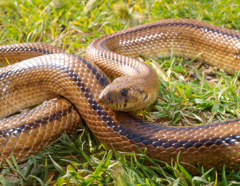 Ladder Snake, Zameinis Scalaris Stock Image - Image of smooth, park ...