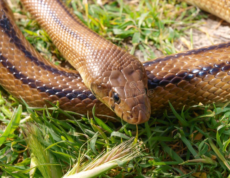Ladder Snake, Zameinis Scalaris Stock Photo - Image of aquatic, rare ...