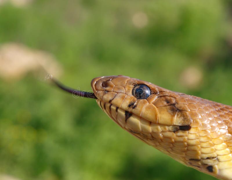 Ladder Snake, Zameinis Scalaris Stock Photo - Image of slender, thin ...