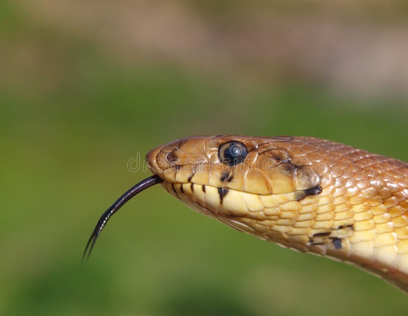Ladder Snake, Zameinis Scalaris Stock Image - Image of detail, ground ...