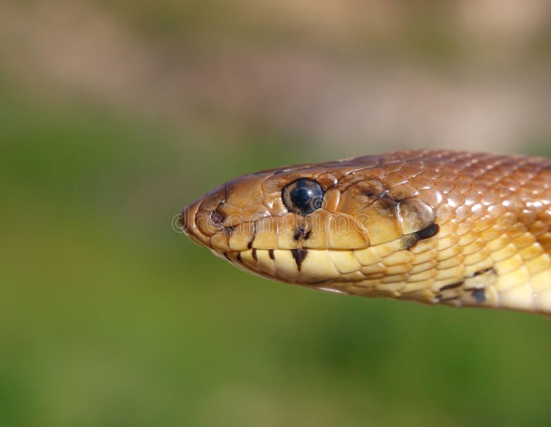 Ladder Snake, Zameinis Scalaris Stock Image - Image of thin, european ...
