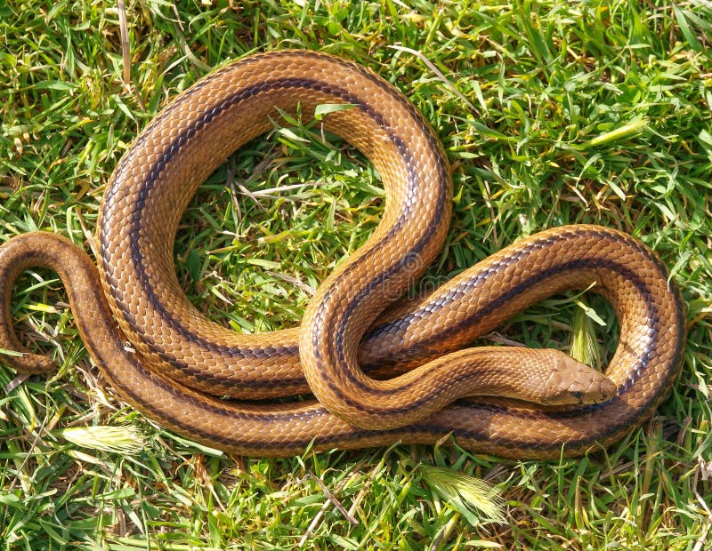 Ladder Snake, Zameinis Scalaris Stock Photo - Image of ground, aquatic ...