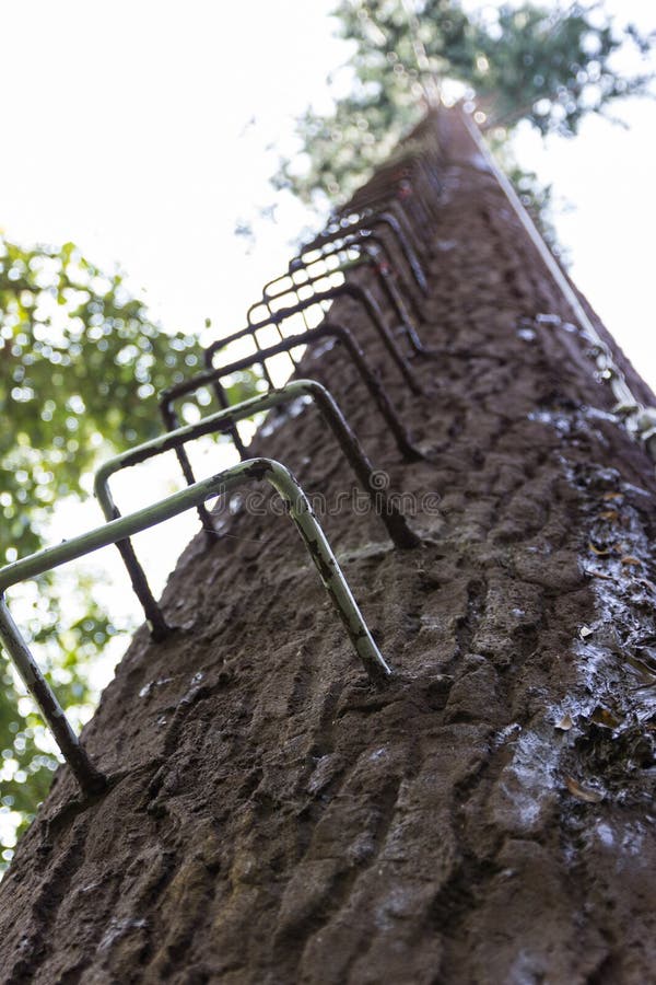 The Ladder on Telephone Pole in Tall Fake Tree Stock Image - Image of ...