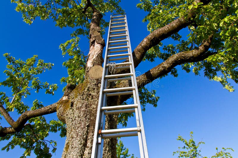 Ladder on a tree stock photo. Image of care, blue, work - 25329018