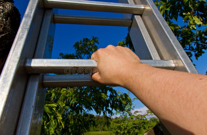 Ladder on a tree stock photo. Image of germany, holding - 25329072