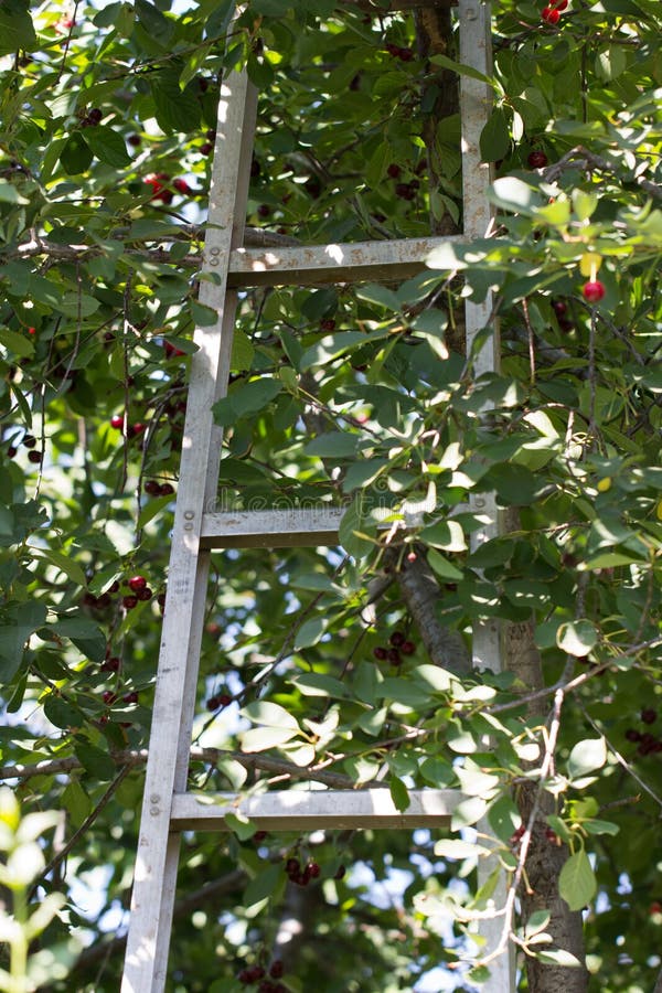 Ladder on the tree stock image. Image of person, green - 103697617