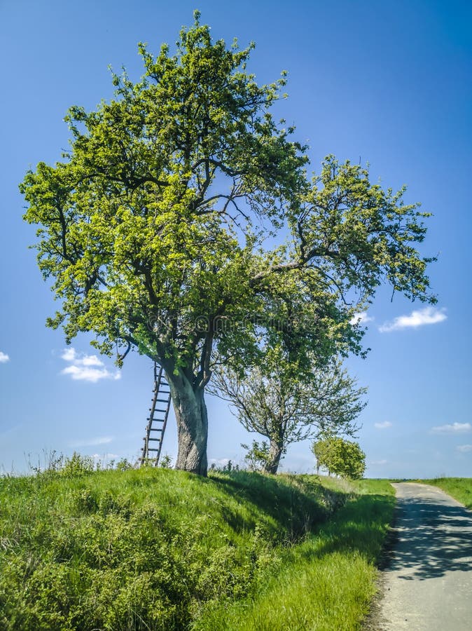Ladder in a tree stock photo. Image of tree, effort, altitude - 10736466