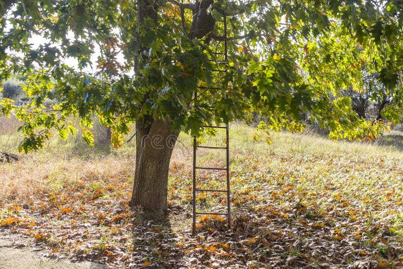 Ladder and tree stock image. Image of leaves, fall, abundance - 46721949