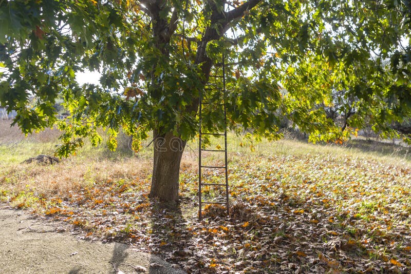 Ladder and tree stock image. Image of fall, leaf, challenge - 50912965
