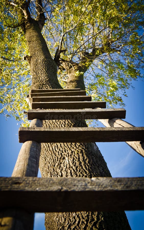 Ladder on a tree stock image. Image of perspective, tree - 39377613