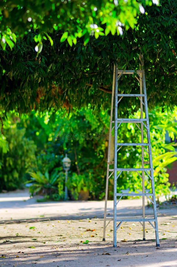 Ladder Under Big Tree Stock Photos - Free & Royalty-Free Stock Photos ...