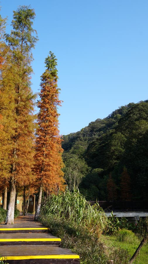 Ladder Under Pine Tree Stock Photos - Free & Royalty-Free Stock Photos ...