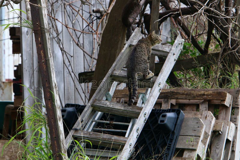 Ladder up and down stock photo. Image of nature, wall - 141146854