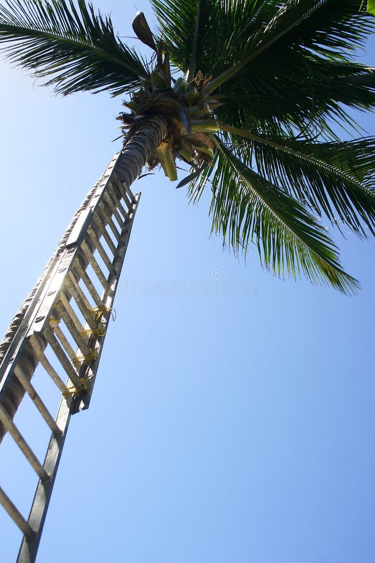 212 Coconut Tree Ladder Stock Photos - Free & Royalty-Free Stock Photos ...