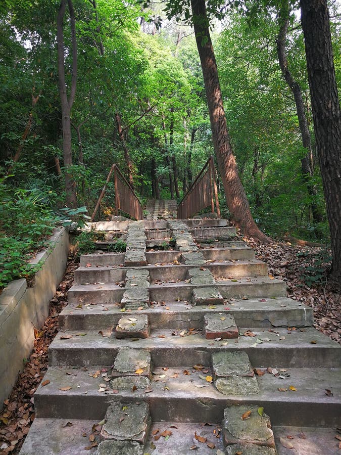 The Ladder for the Uphill and in the End, a Tree. on Both Side, the ...