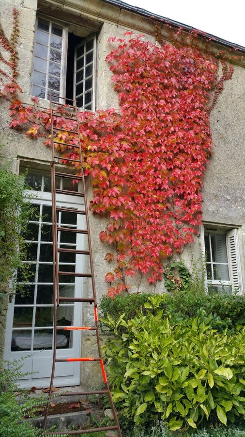 Ladder at window stock image. Image of green, foliage - 64712365