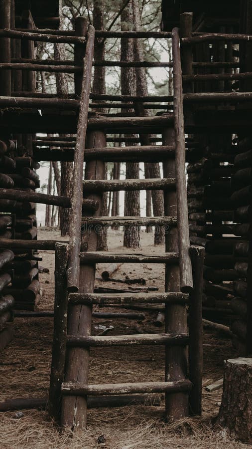 A ladder in a woods stock image. Image of landscape - 152556913