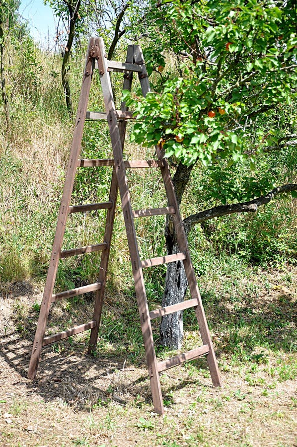 Orchard Ladders stock photo. Image of steel, shape, shadow - 5491402