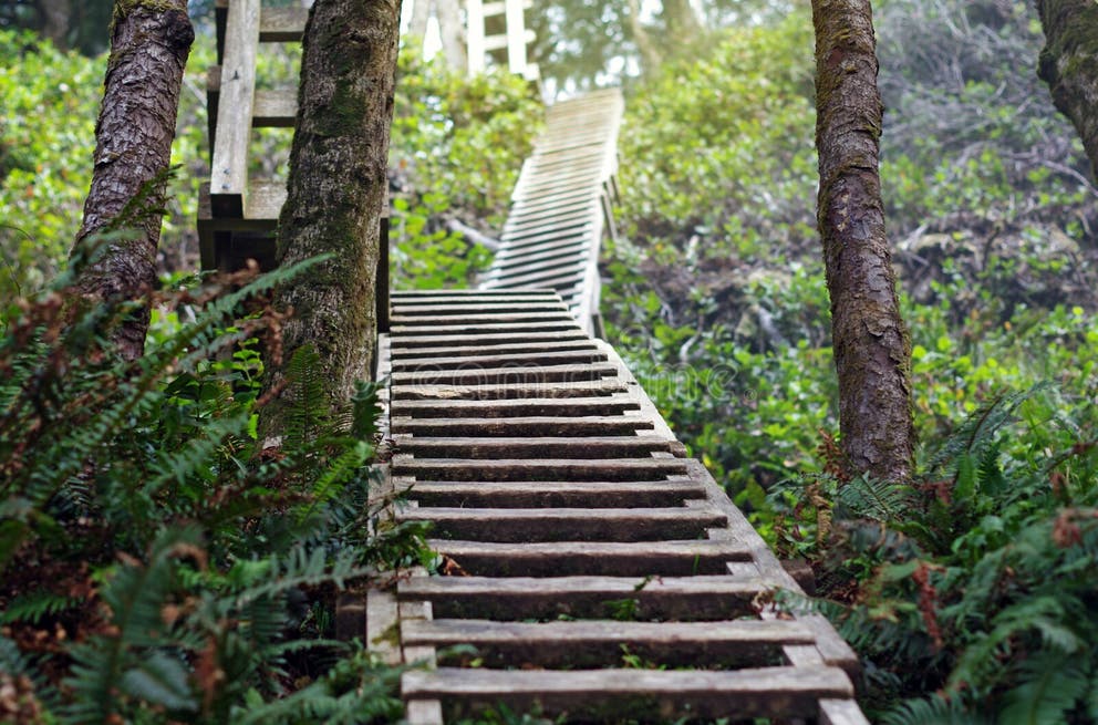 Ladders in forest trail stock photo. Image of lifestyle - 101982306