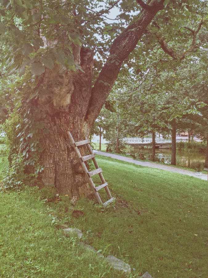 Ladders up on the tree stock image. Image of tree, outdoor - 81181511