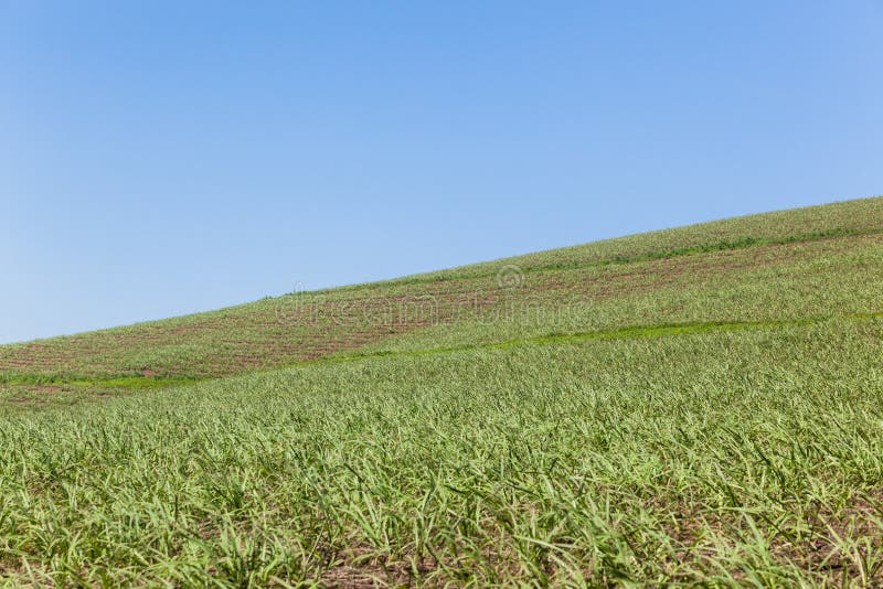 Cultivo de la ladera imagen de archivo. Imagen de lobos - 82356565