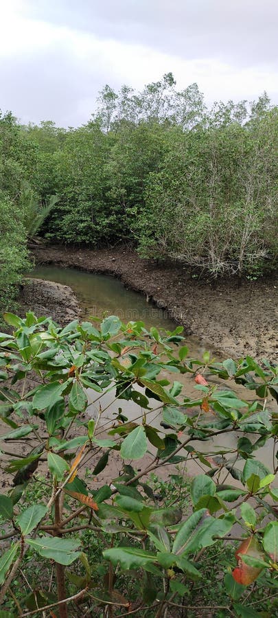 Ladi river mouth stock photo. Image of woodland, river - 260858578
