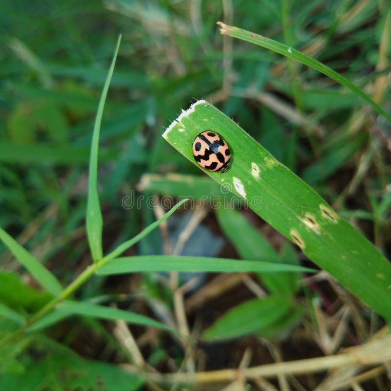 A Ladiebug Above Leave Green Grass at Field in the Morning Stock Image ...
