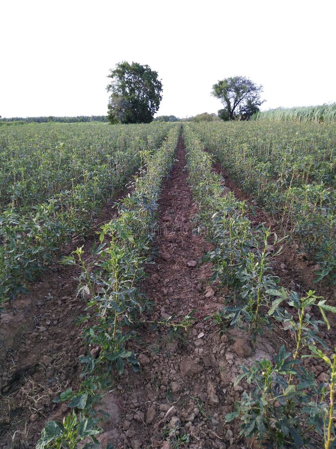 Ladies Finger in Vegetable Garden Stock Image - Image of edible, annual ...